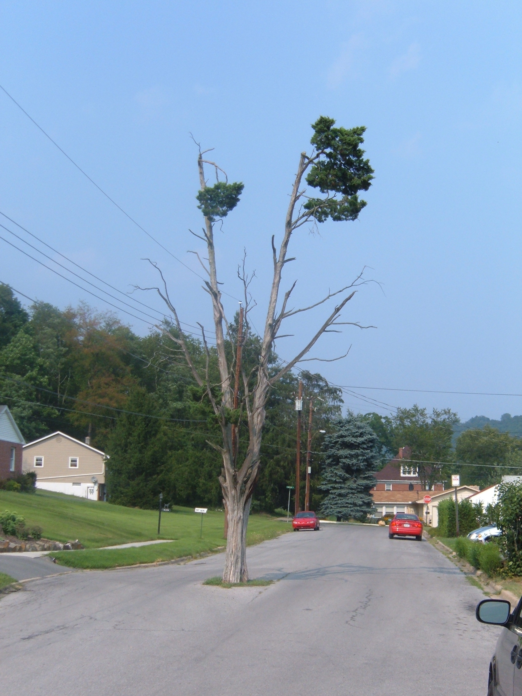 Haunted Tree in Huntingdon, PA | Our Gerg Life